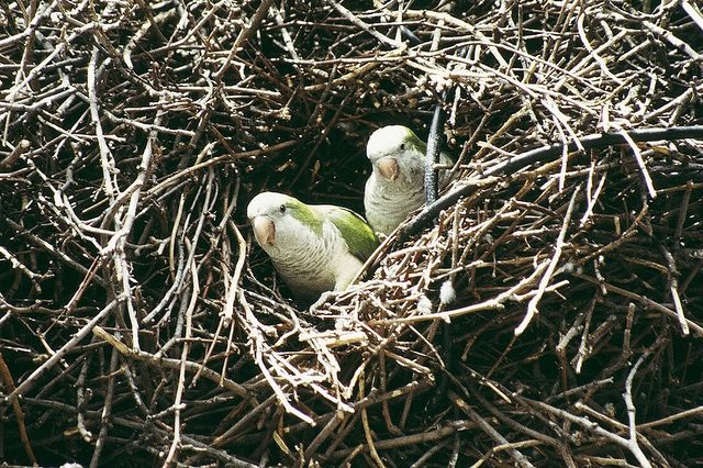 forum-perroquet.com • un nid de perroquet : Autres sujets que les ...